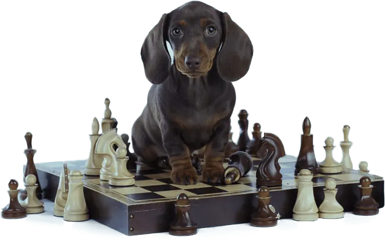 Brain Training for Dogs - | Online Dog Training Program