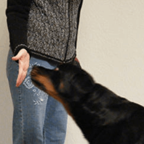 Brain Training for Dogs - | Online Dog Training Program