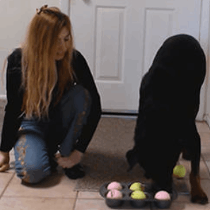 Brain Training for Dogs - | Online Dog Training Program