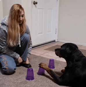 Brain Training for Dogs - | Online Dog Training Program