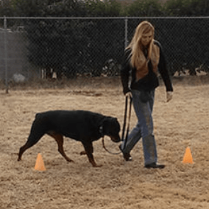 Brain Training for Dogs - | Online Dog Training Program